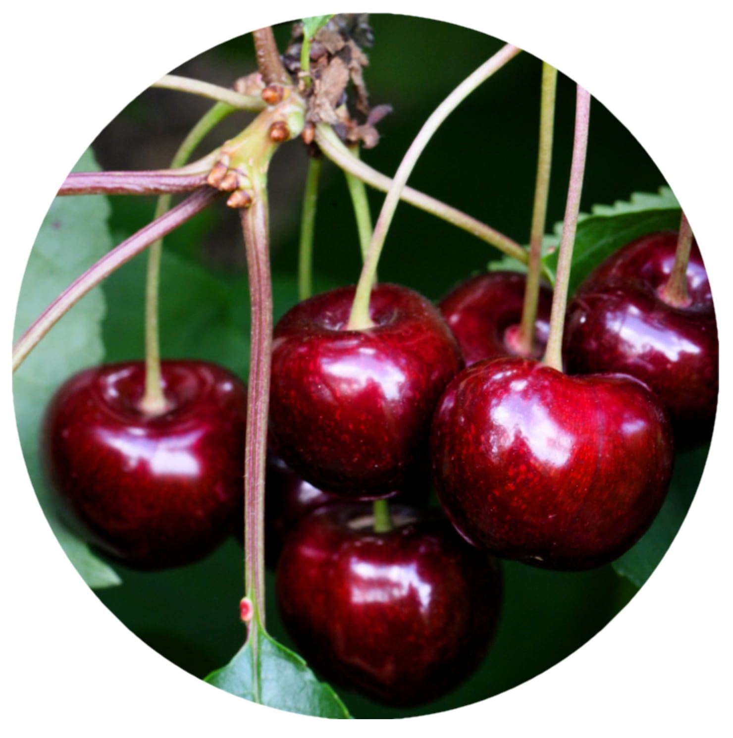 Page d'accueil - Chambe Agri-Fruits