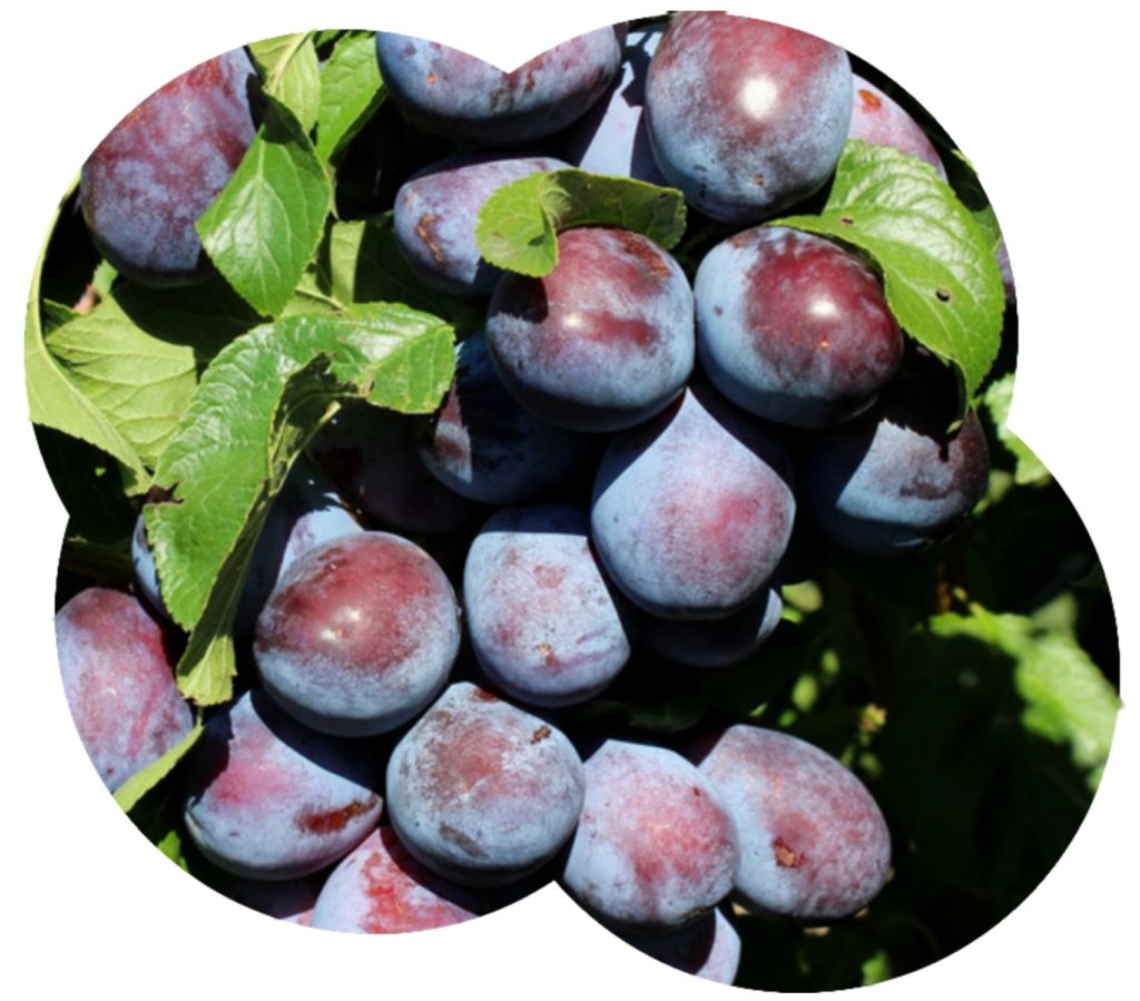 Les autres fruits - Chambe Agri-Fruits