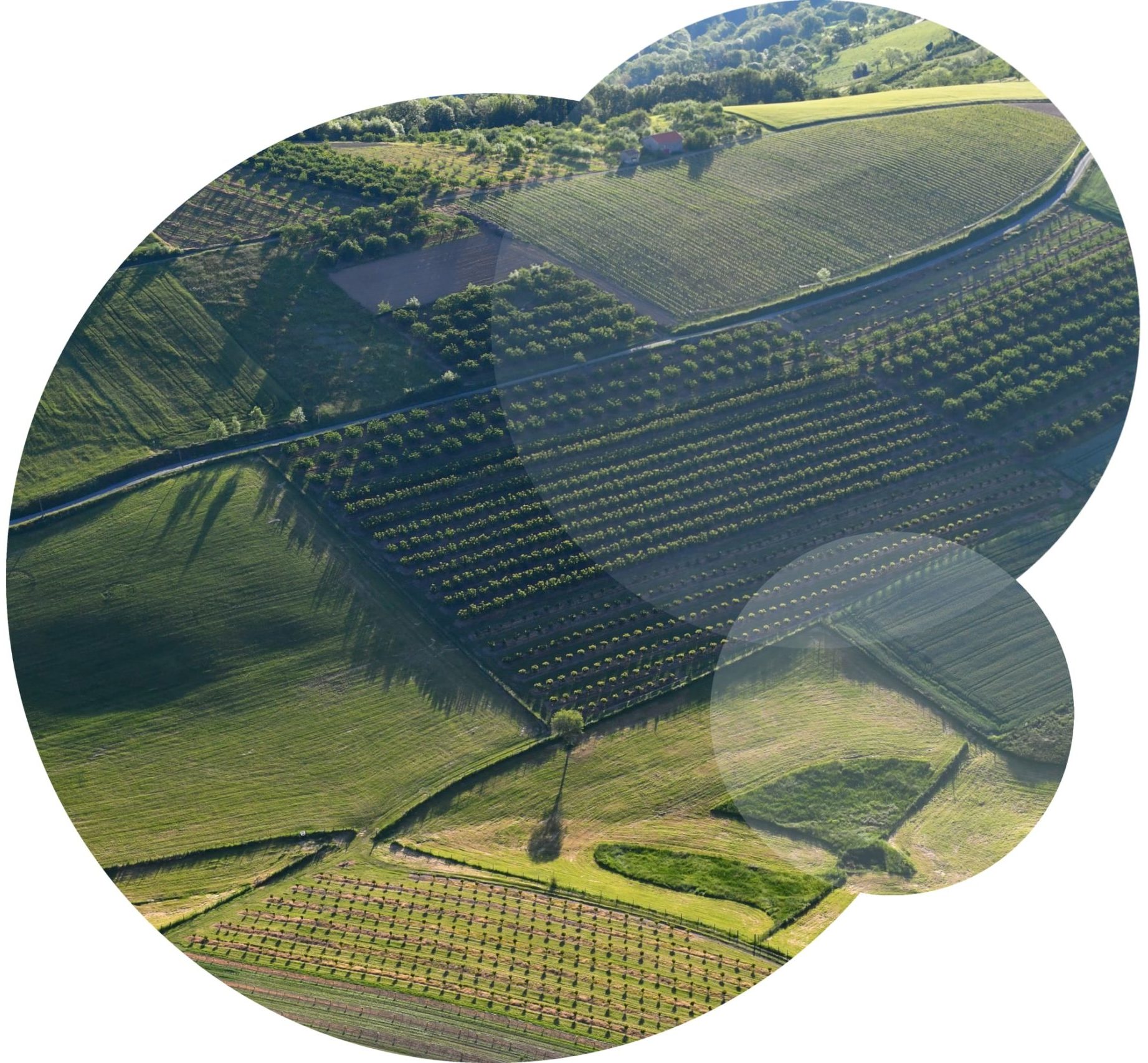 Page d'accueil - Chambe Agri-Fruits